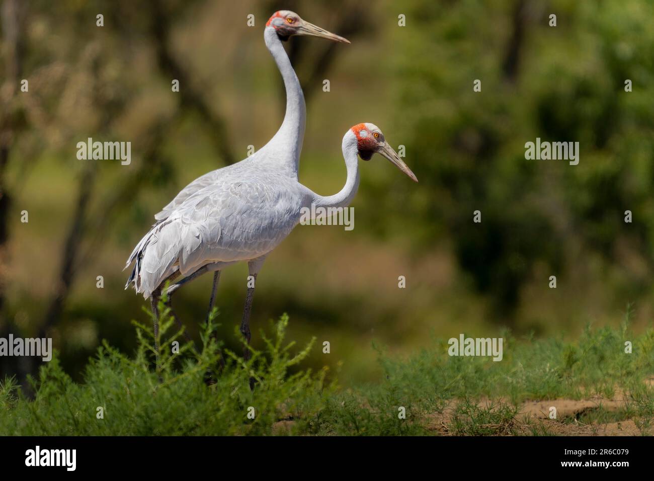 Two brolgas at the hi-res stock photography and images - Alamy