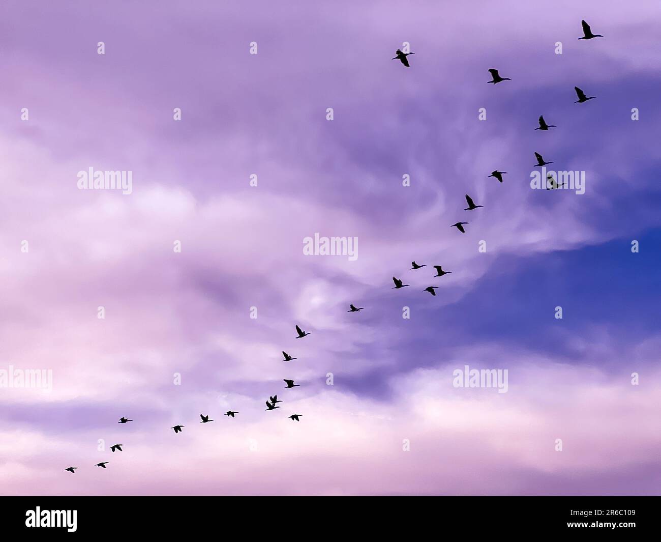 A group of birds soaring in the sky above a cloudy backdrop Stock Photo ...