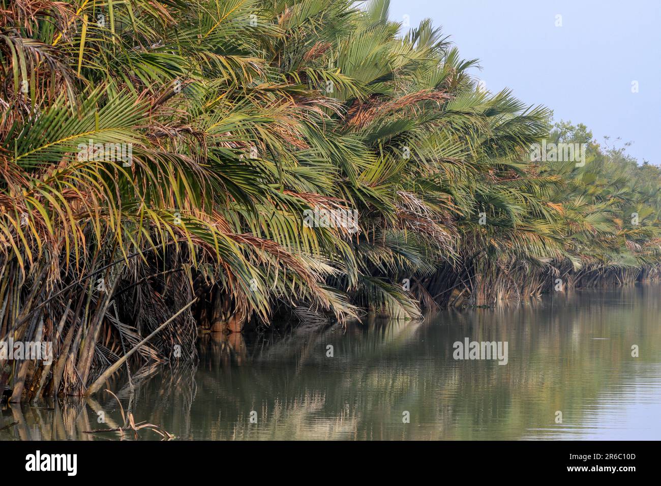 Typical nipa palm (Nipa fruticans).this photo was taken from Sundarbans ...