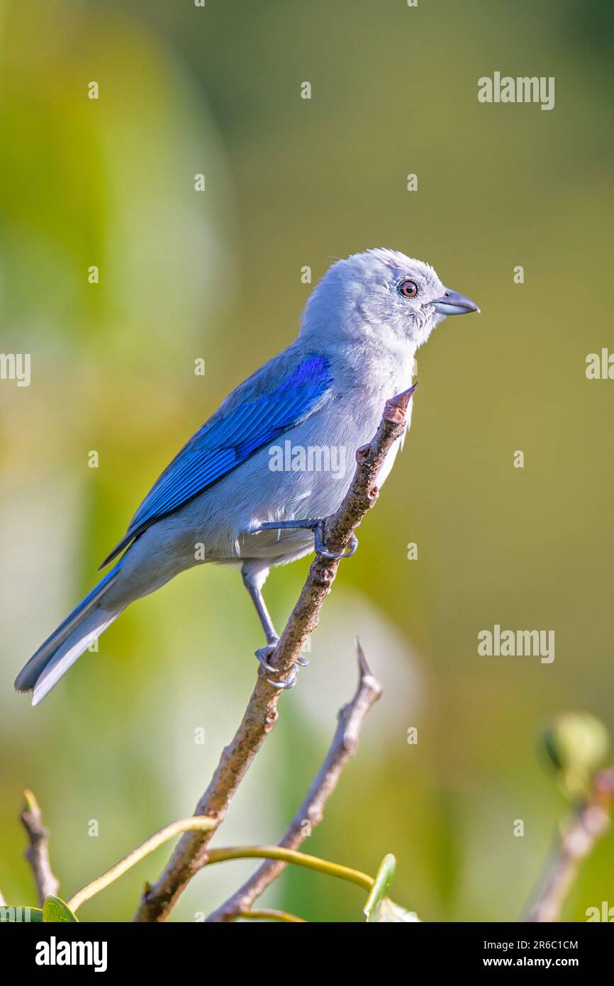 Blue-gray tanager (Thraupis episcopus) from Boca Tapada, Costa Rica ...