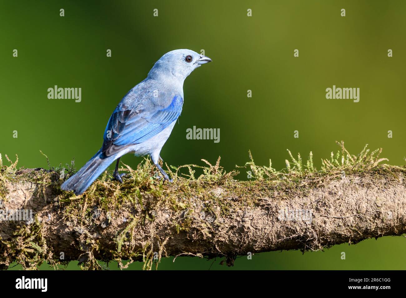 Blue-gray tanager (Thraupis episcopus) from Boca Tapada, Costa Rica ...
