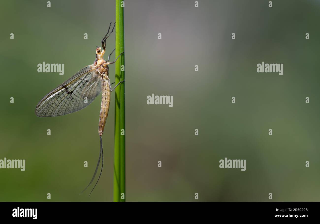 A young mayfly hangs on a long green stem. The background is green with ...