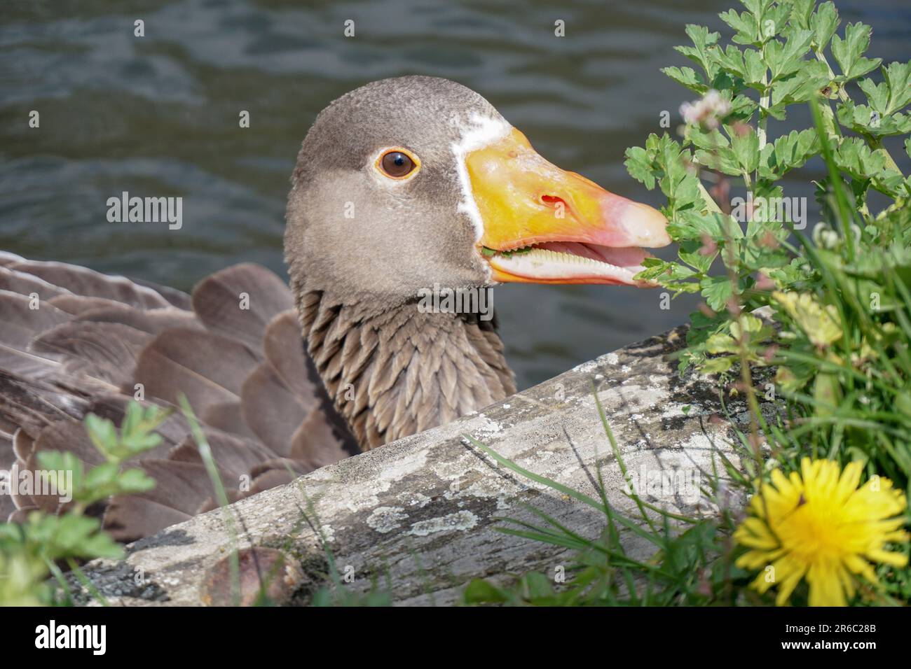 brown country goose at side of river eating dandelion leaves. Close up ...