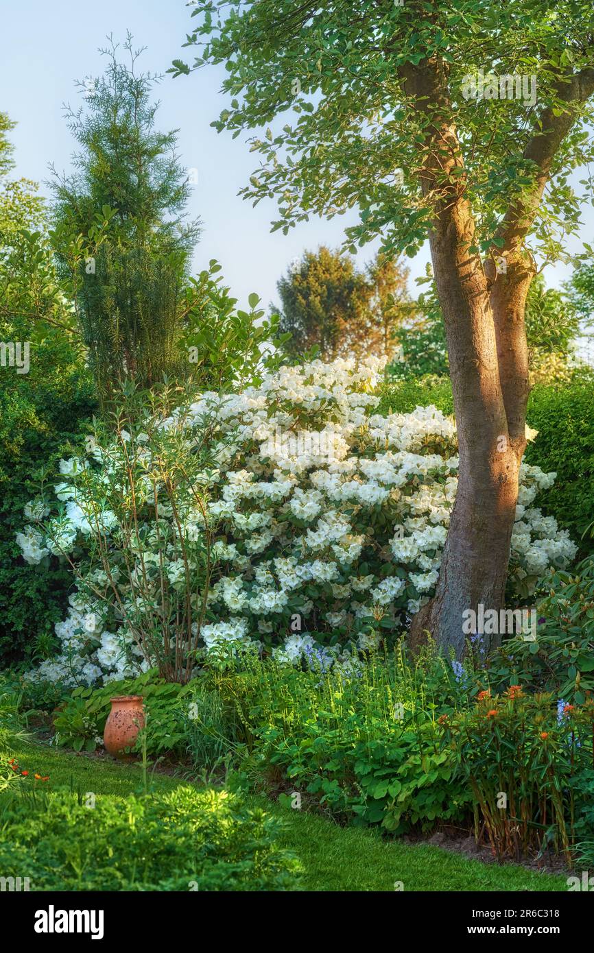 Landscape, flowers and tree with lawn in backyard in summer or outdoor ...