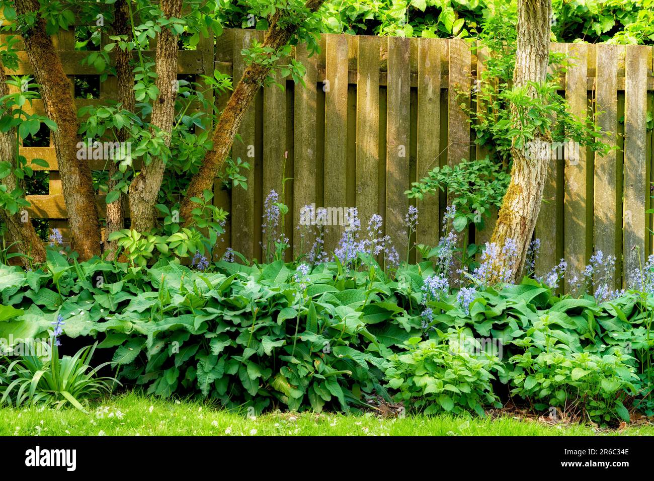 Fence, grass and backyard with plants in garden with flowers in nature ...