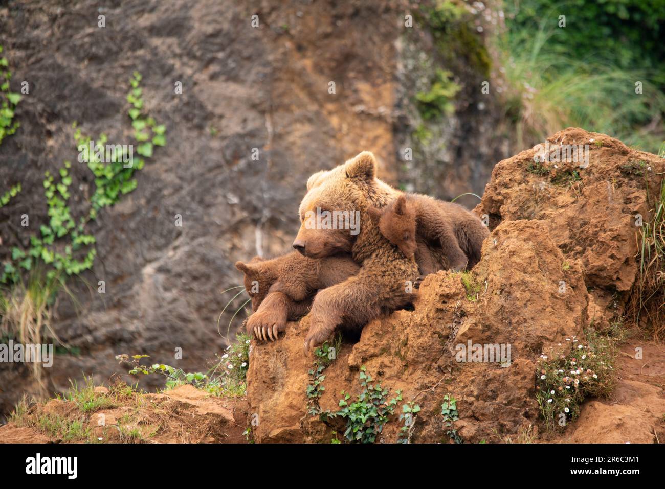 Bear cubs playing with their brown bear mother on top of a mountain in ...