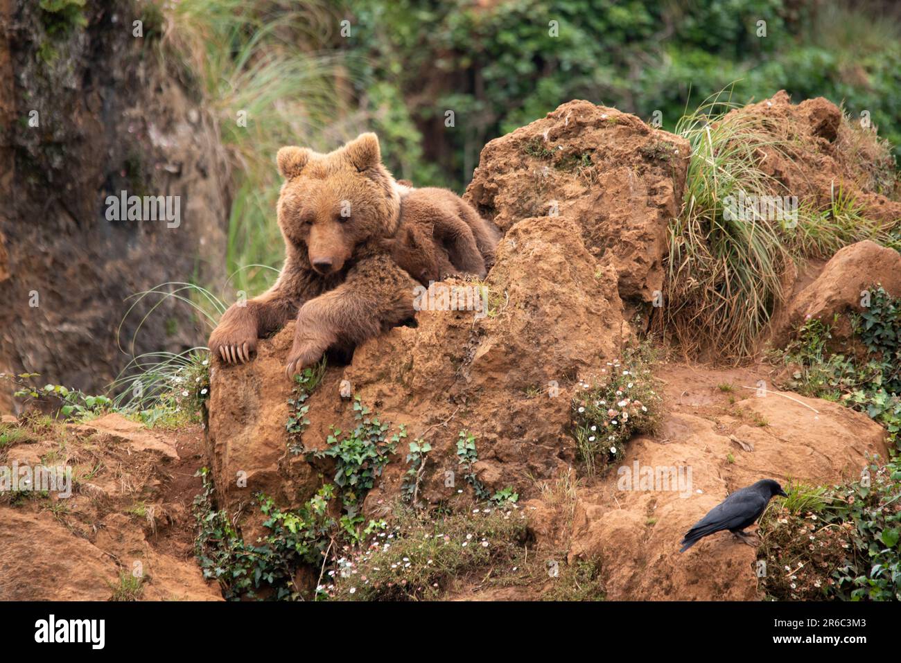 Bear cubs playing with their brown bear mother on top of a mountain in ...