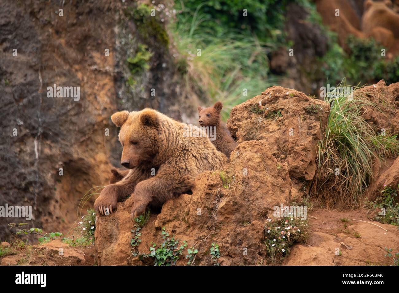 Bear cubs playing with their brown bear mother on top of a mountain in ...
