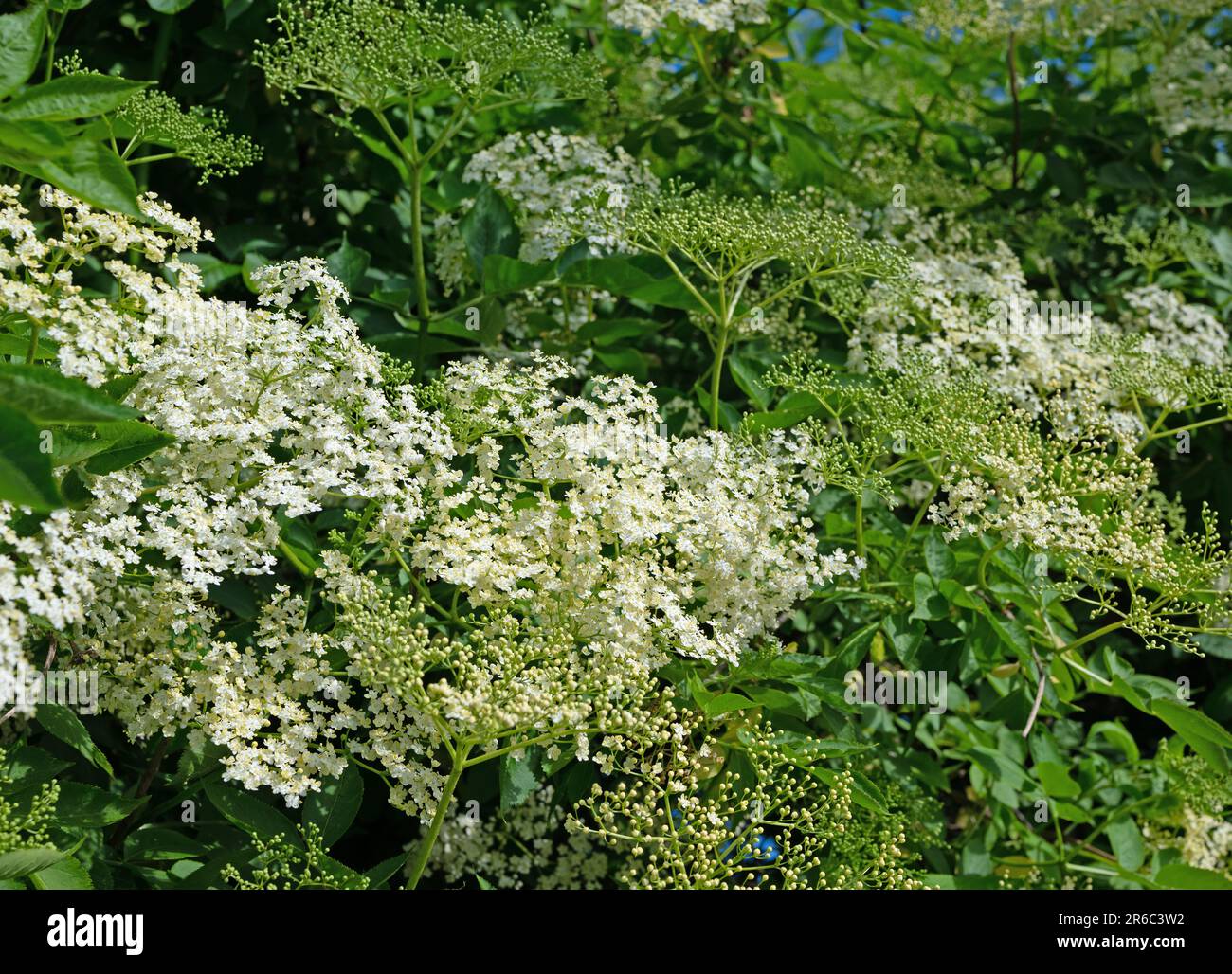 Flowering elderberry in early summer Stock Photo - Alamy