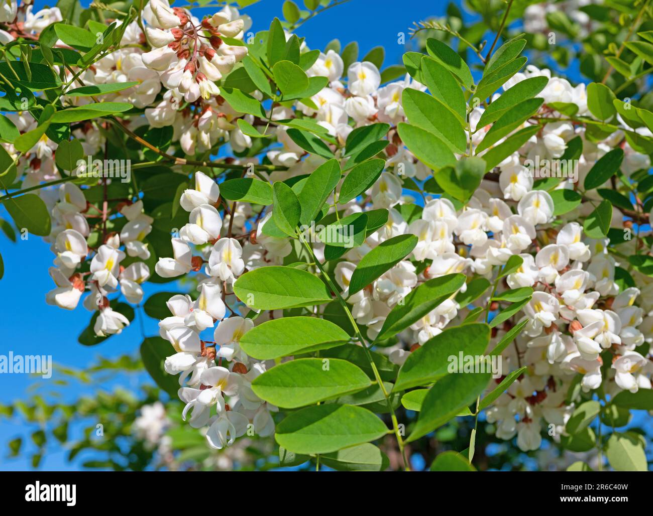 Blooming black locust, Robinia pseudoacacia, in spring Stock Photo - Alamy