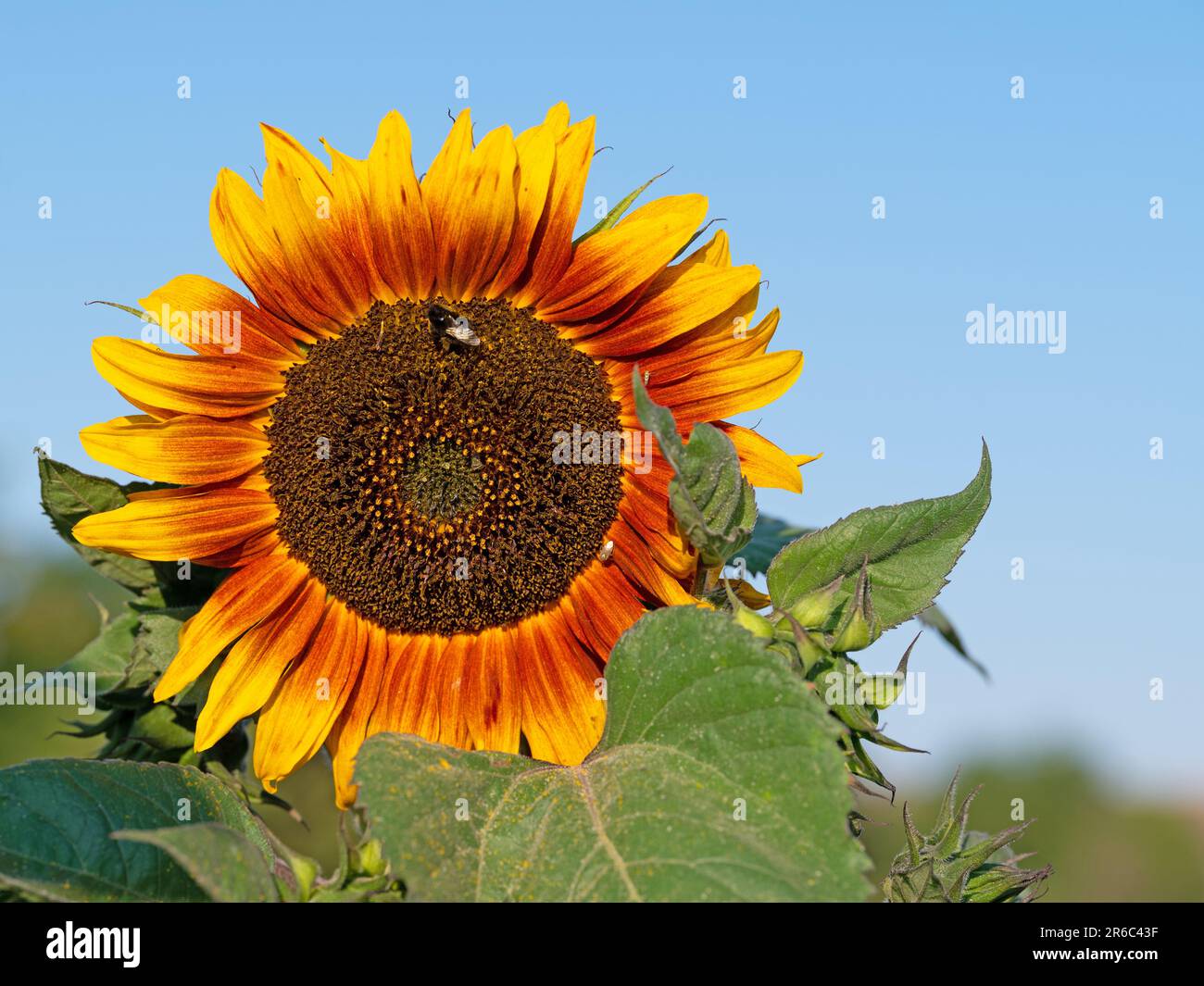 Sunflower, Helianthus annuus, in a closeup Stock Photo - Alamy