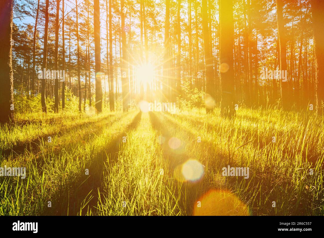 Sunlight Sunbeams Through Woods In Forest Landscape. Amazing Sunset ...