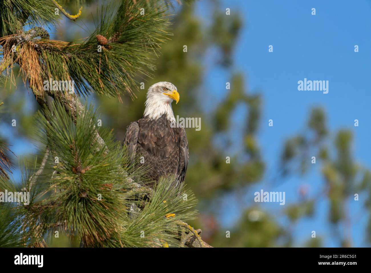 A majestic bald eagle perched on a tree branch, surveying its ...
