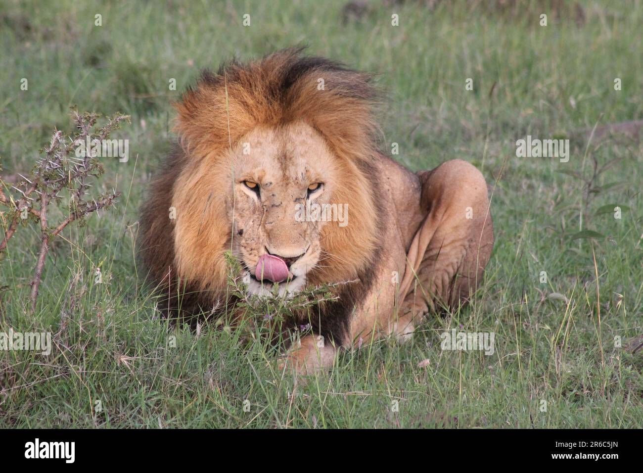 male lion (panthera leo) bathing in sun on masai mara, kenya Stock ...
