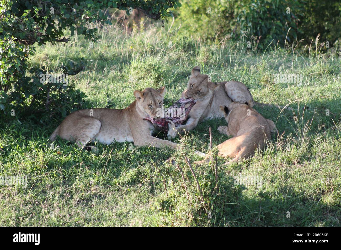 family of adolescent lions feeding on wilderbeast following a ...