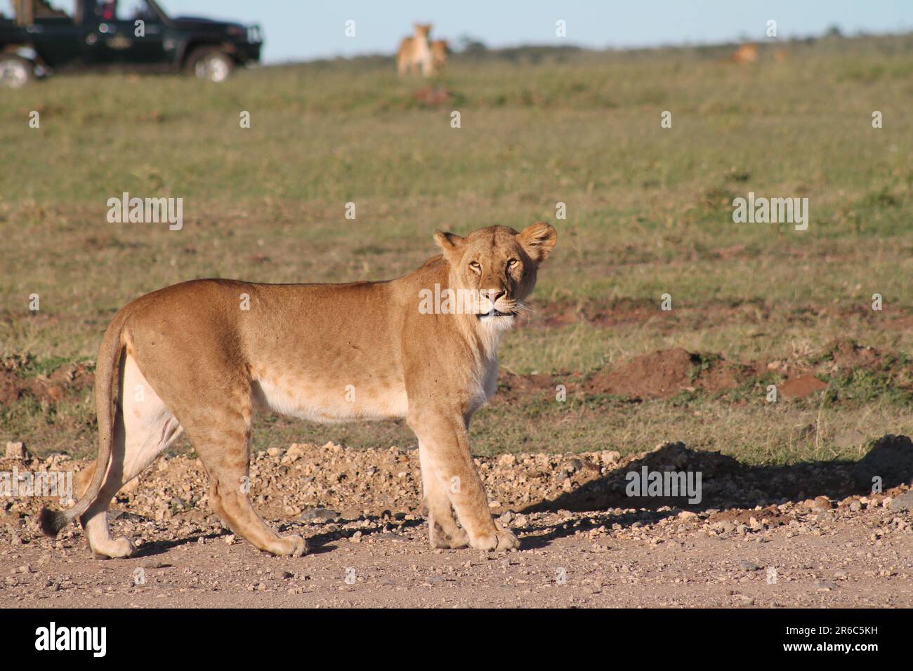 female lion, watching over pride (panthera leo) while they relax ...