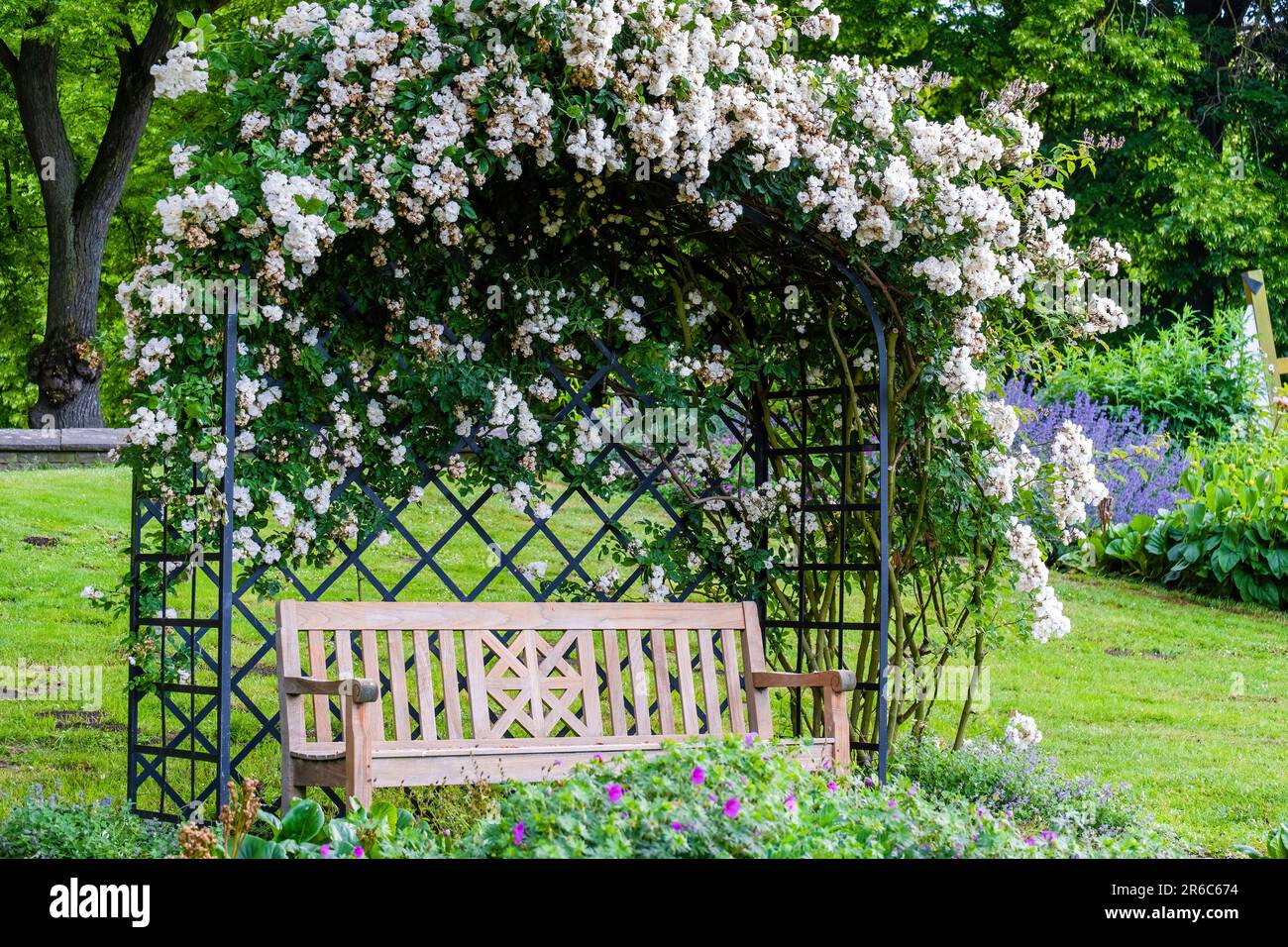 Seasonal spring flowers from garden in nature Stock Photo - Alamy