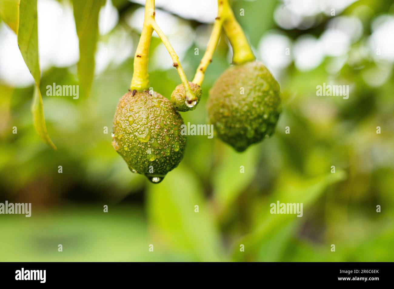 Persea americana - unripe small hass avocado on tree Stock Photo - Alamy