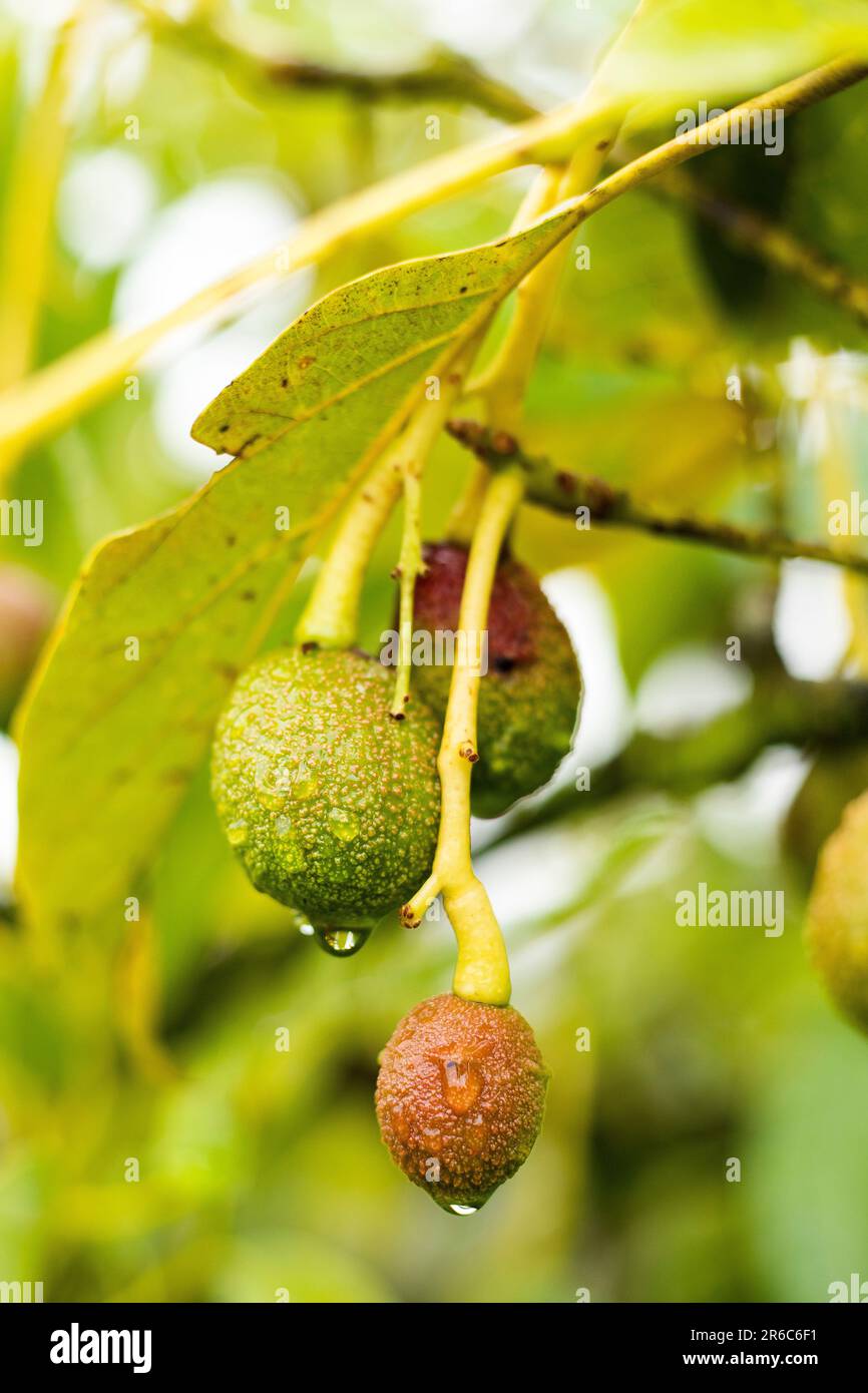 Hass avocado tree hi-res stock photography and images - Alamy