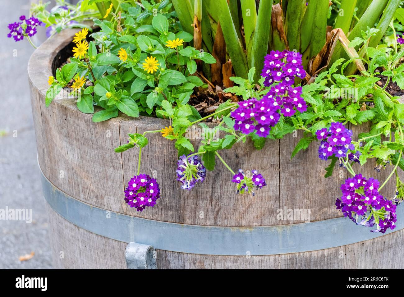 Seasonal spring flowers from garden in nature Stock Photo - Alamy