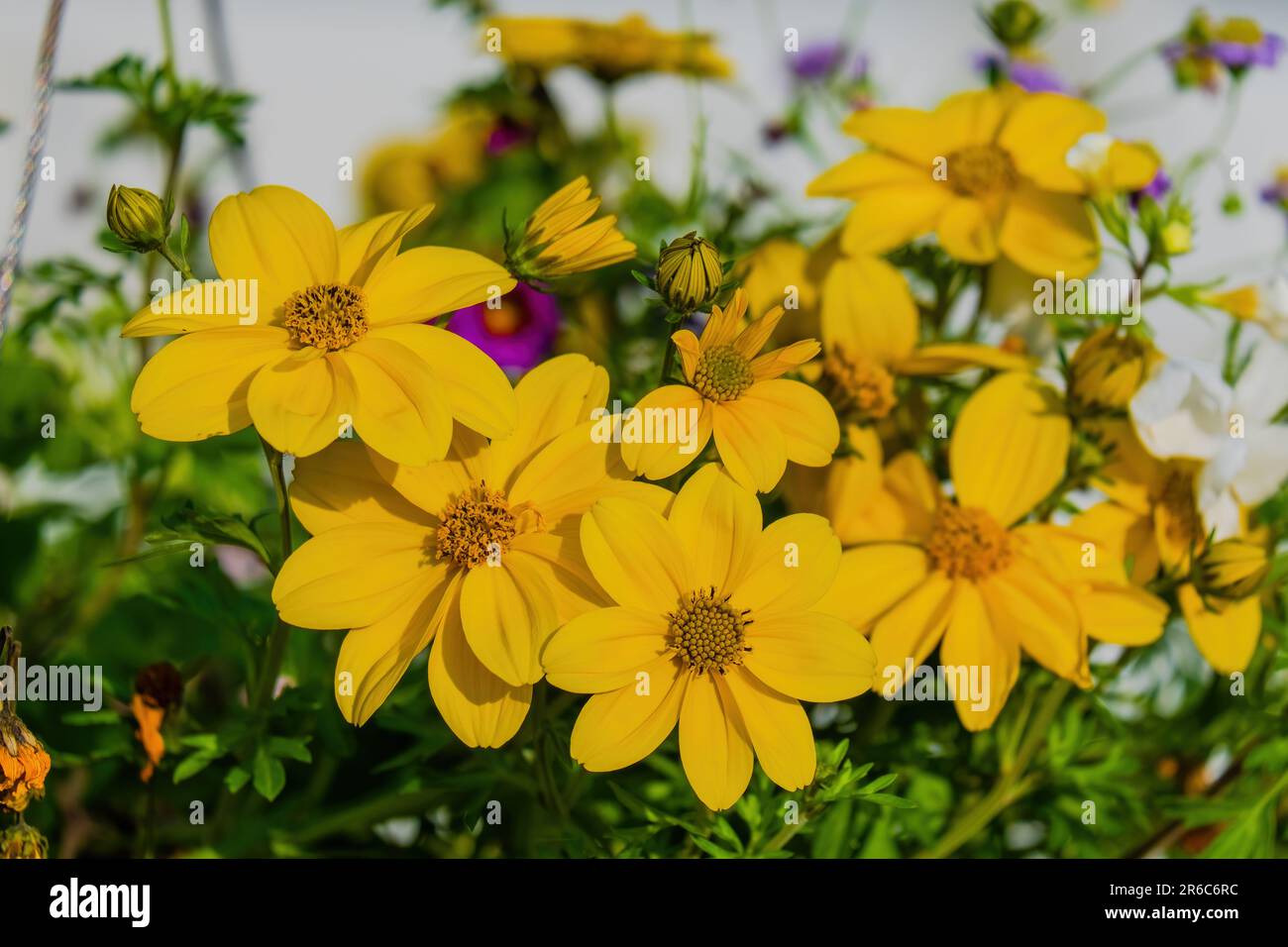 Seasonal spring flowers from garden in nature Stock Photo - Alamy