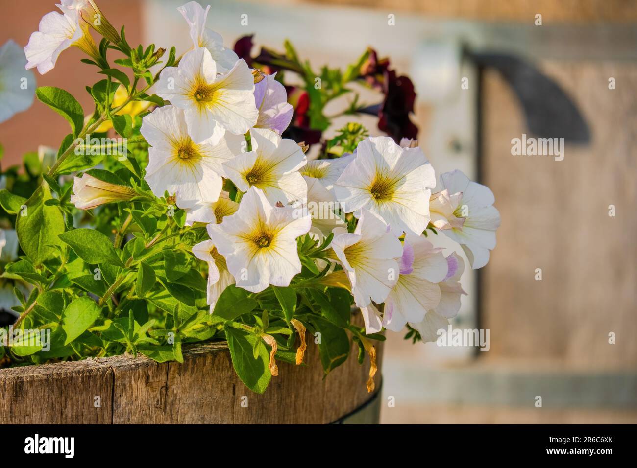 Seasonal spring flowers from garden in nature Stock Photo - Alamy