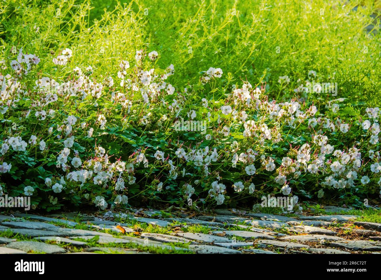 Seasonal spring flowers from garden in nature Stock Photo - Alamy