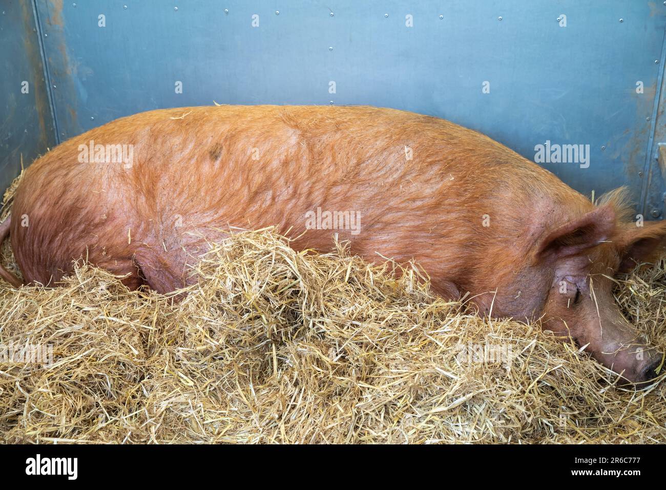 Pig asleep at The Royal Cornwall Show, Wadebridge Stock Photo - Alamy