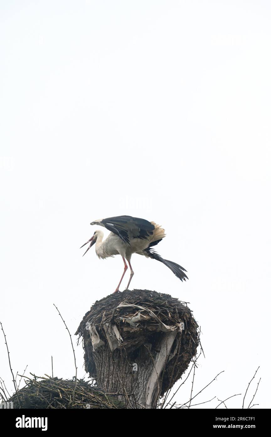 Black stork watching on branch hi-res stock photography and images - Alamy
