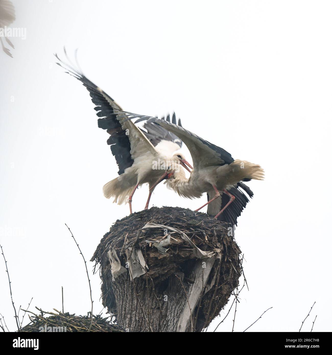 Storks fight for territory and residence in the nest, storks fight and ...