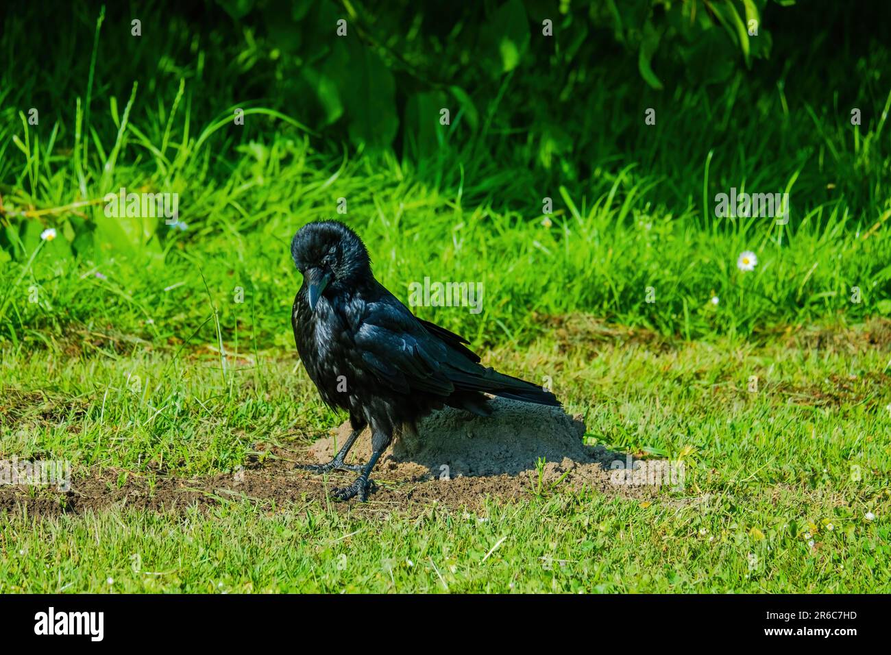 Crow landing on field hi-res stock photography and images - Alamy