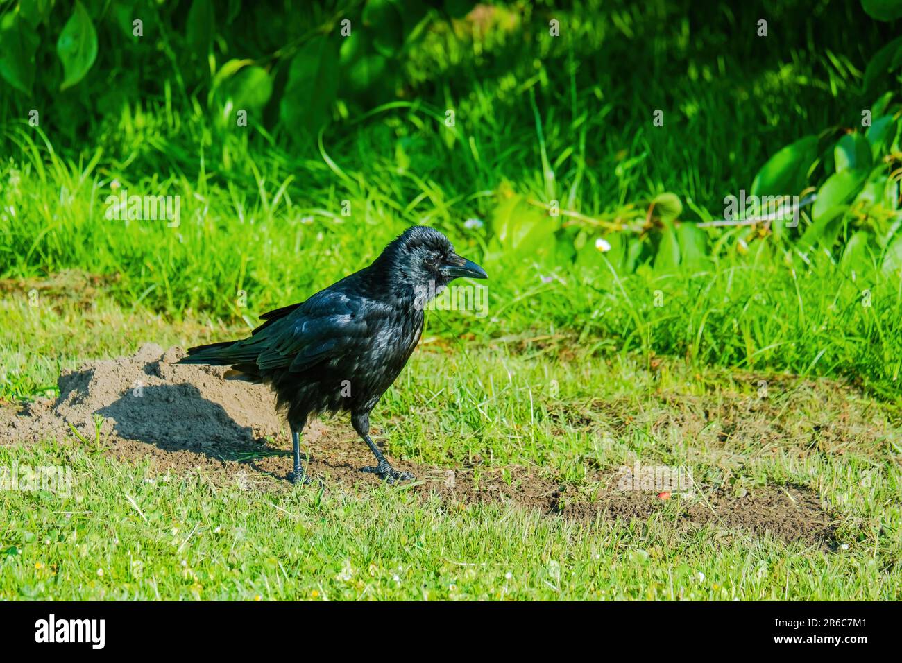 Crow landing on field hi-res stock photography and images - Alamy