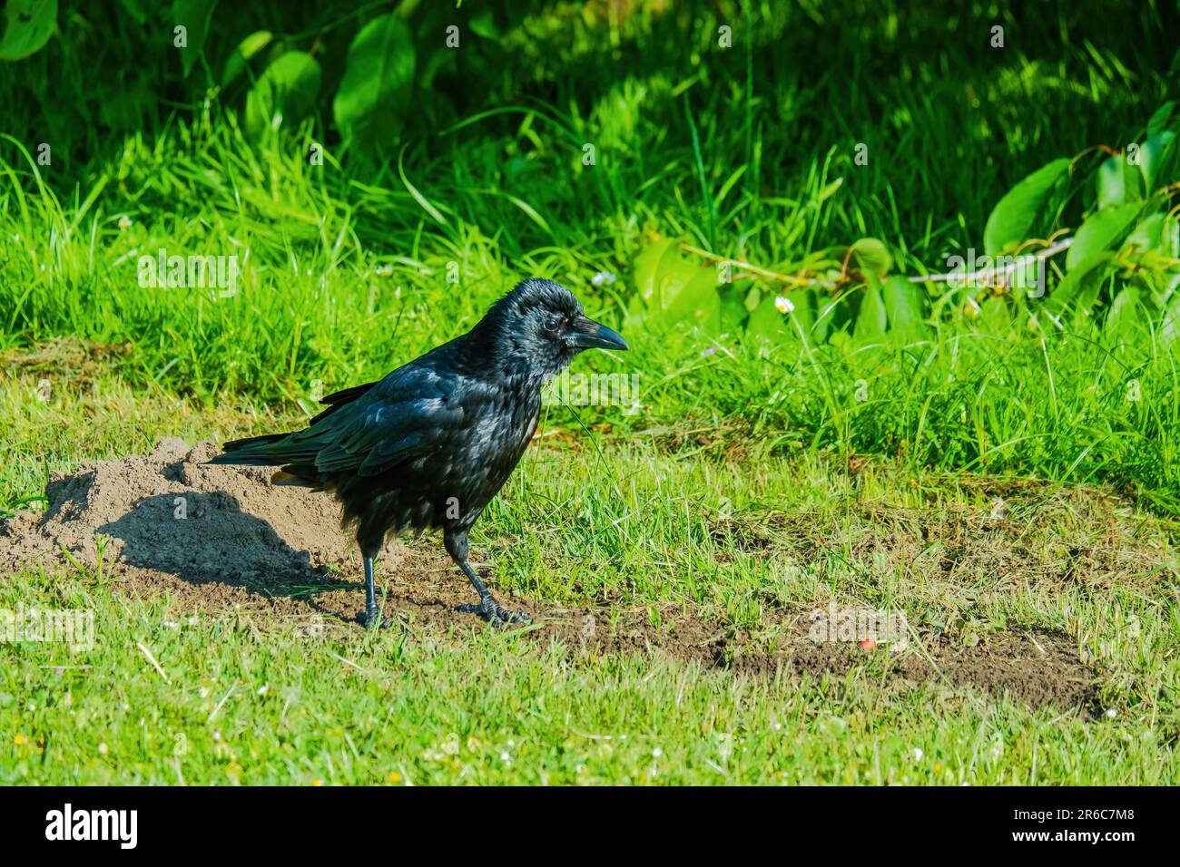Crow landing on field hi-res stock photography and images - Alamy