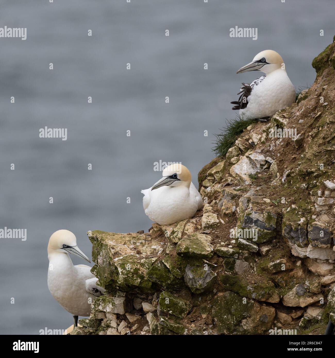 Three gannets hi-res stock photography and images - Alamy
