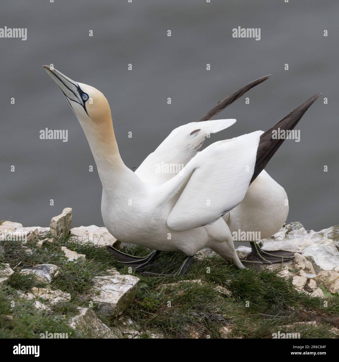 Mating northern gannet hi-res stock photography and images - Alamy