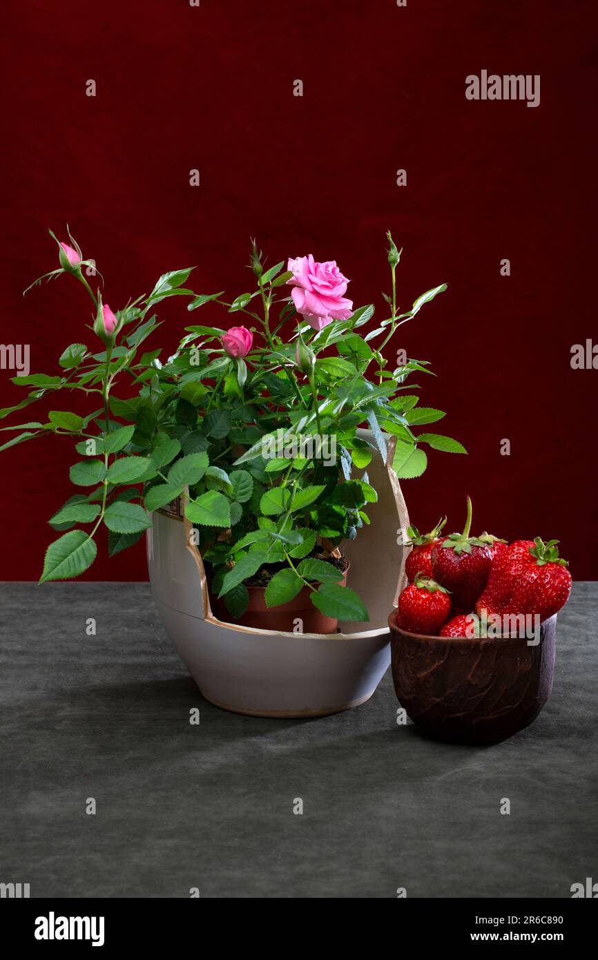 Indoor rose bush in a pot with strawberries in a cup Stock Photo - Alamy
