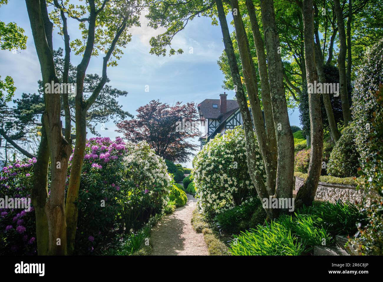 Etretat gardens in Etretat village in Normandy. White and pink blossoms ...