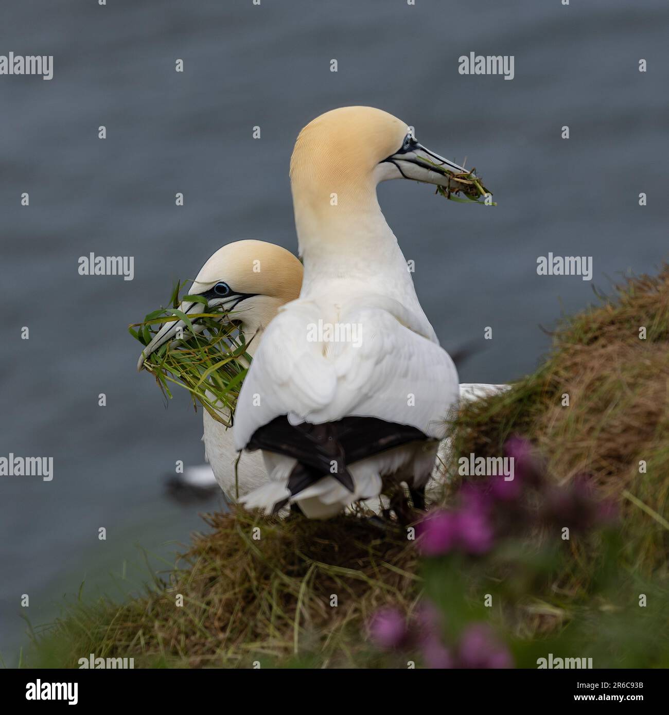A male Northern Gannet brings nesting material to his mate Stock Photo ...