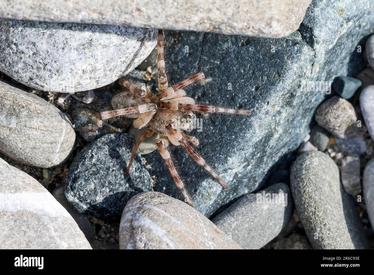 Flussufer riesenwolfsspinne hi-res stock photography and images - Alamy