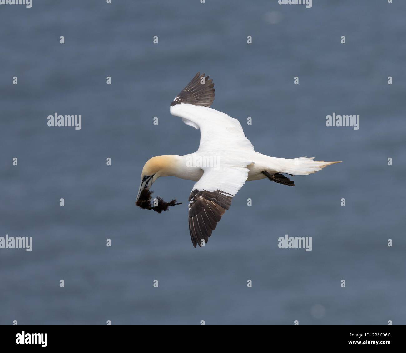 Northern gannet morus bassanus flying carrying nesting material hi-res ...