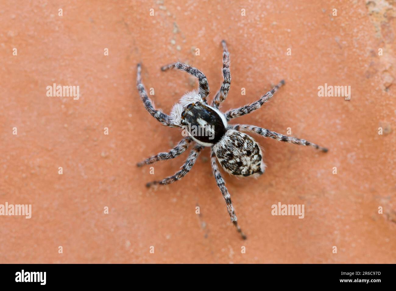 Springspinne, Weibchen, Menemerus semilimbatus, Jumping spider, female ...
