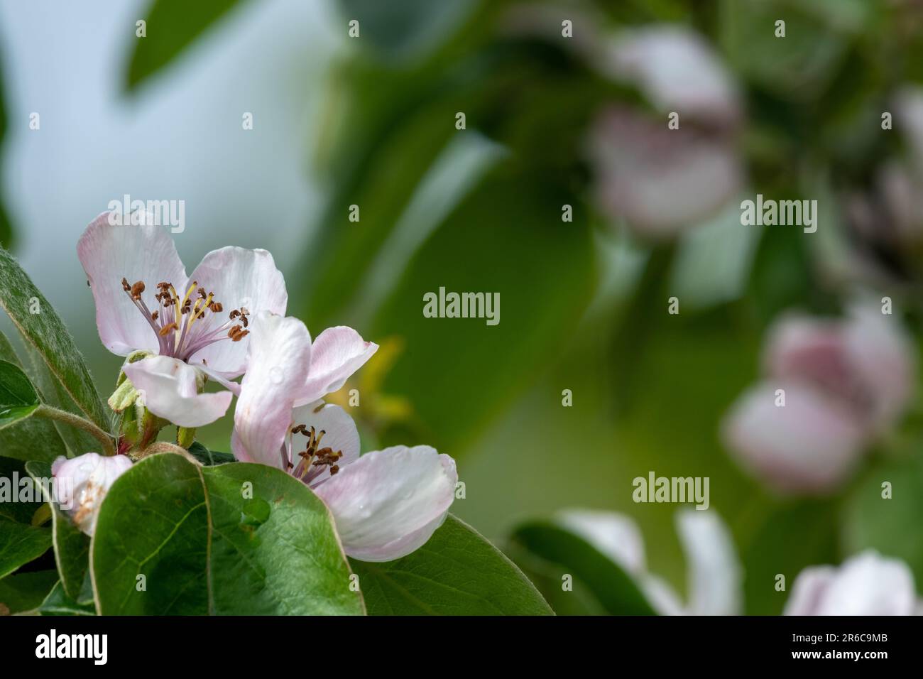 Close up of pink flowers on a quince (cydonia oblonga) tree Stock Photo ...