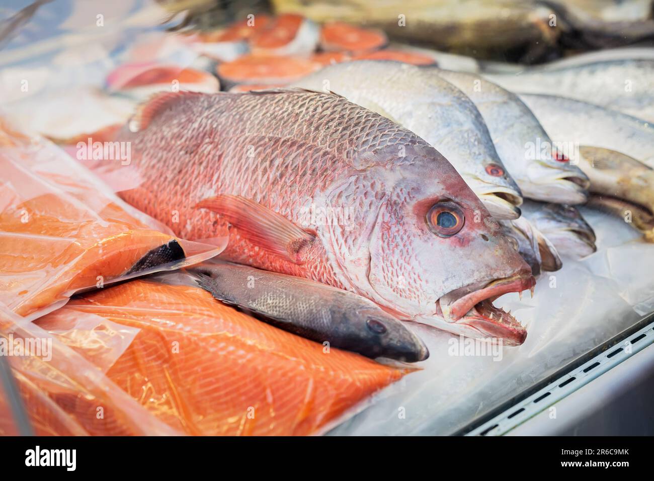 Close up of fish on display in fish market. Open showcases of seafood ...