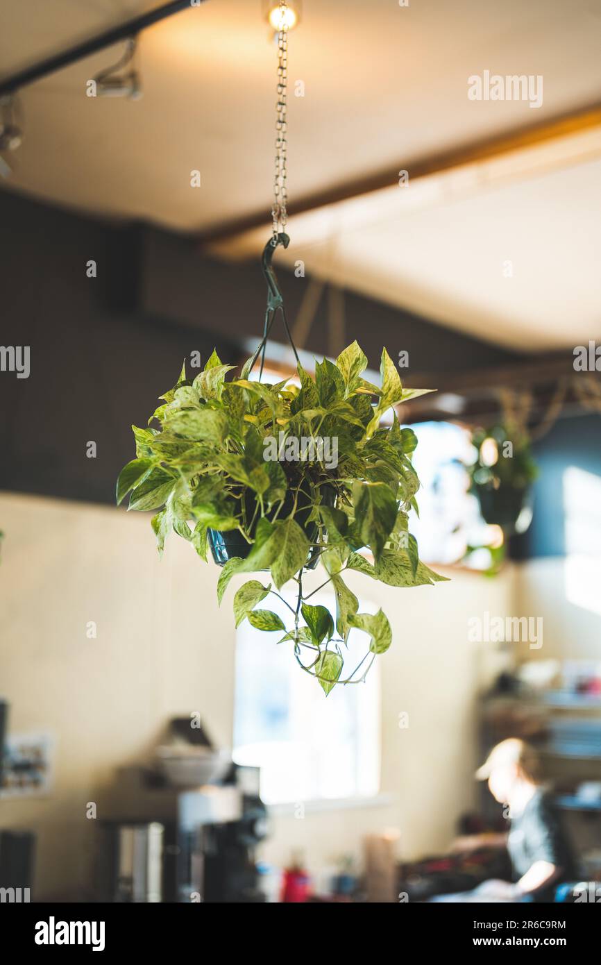 Hanging golden pothos hi-res stock photography and images - Alamy