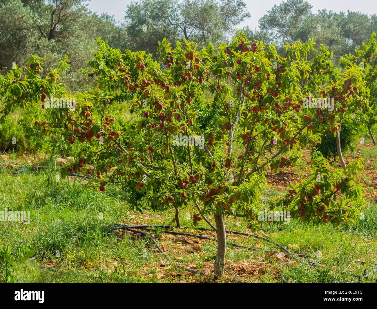 Sweet peach fruits growing on a peach tree branch in the orchard Stock ...