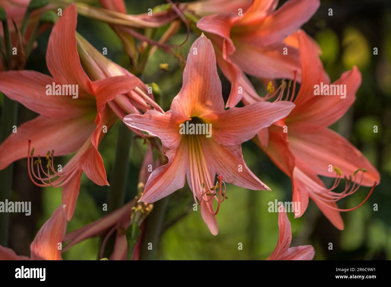 A close-up of a lily flower head with fresh petals, delicately ...