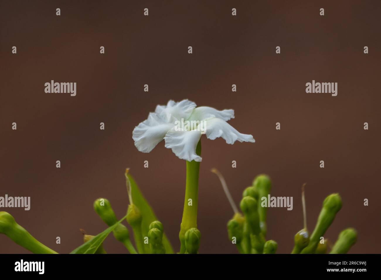 A close-up of a delicate flower stem, bursting with fresh growth and ...