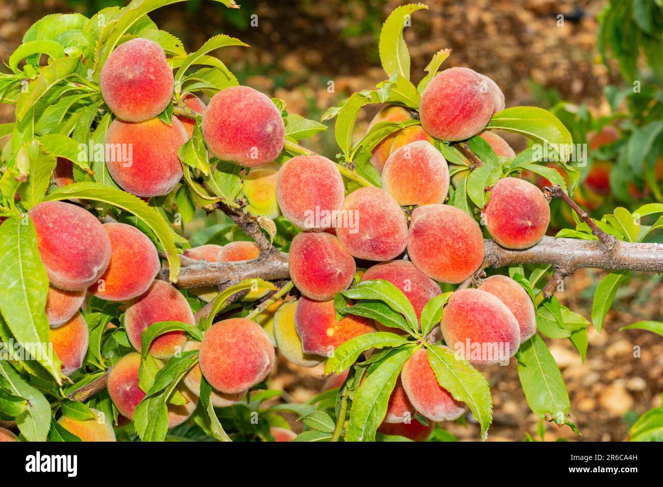 Sweet peach fruits growing on a peach tree branch in the orchard Stock ...