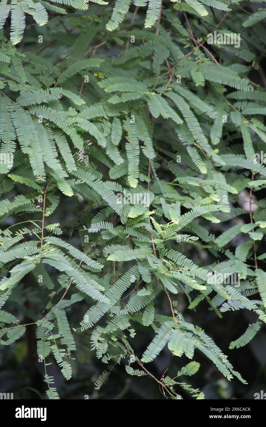 Leaves of Amalaki, Amla, Phyllanthus Emblica Stock Photo - Alamy
