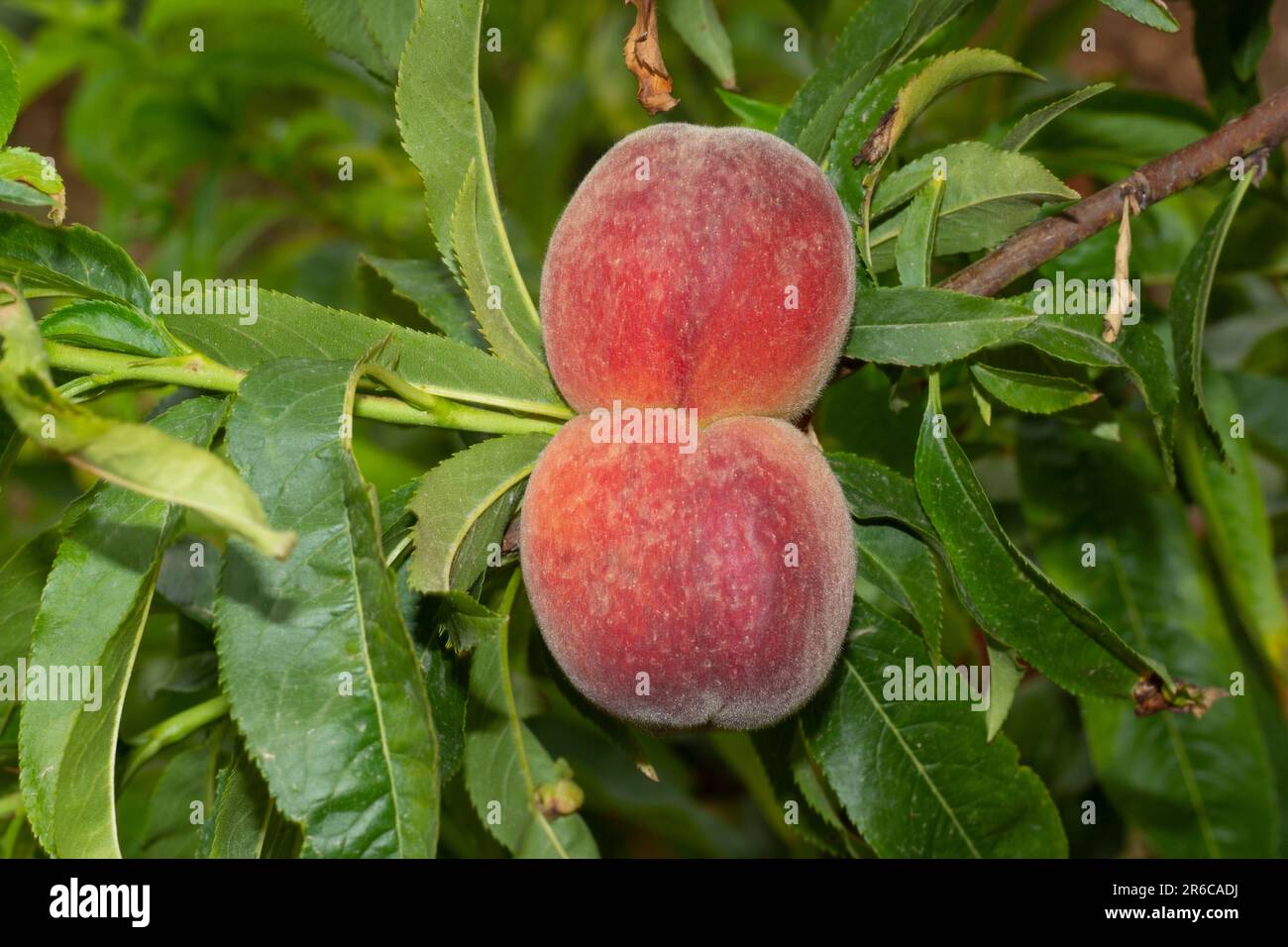 Sweet peach fruits growing on a peach tree branch in the orchard Stock ...